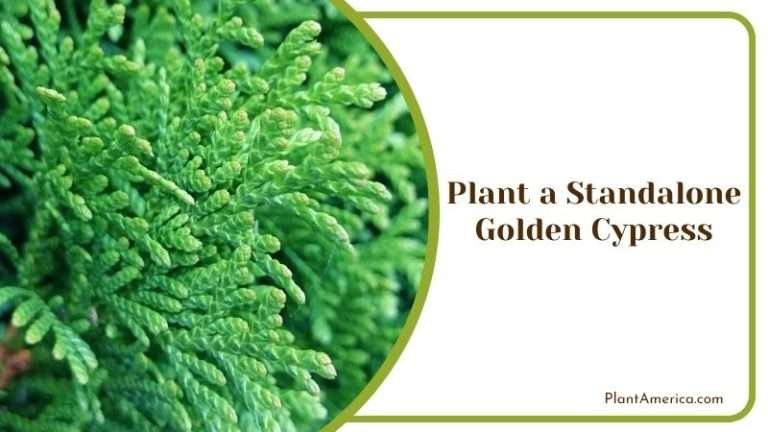 5 Landscaping With Golden Mop Cypress Ideas for Your Yard - Plant America