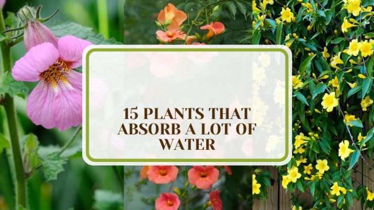 15 Plants That Absorb a Lot of Water: Top Choices - Plant America