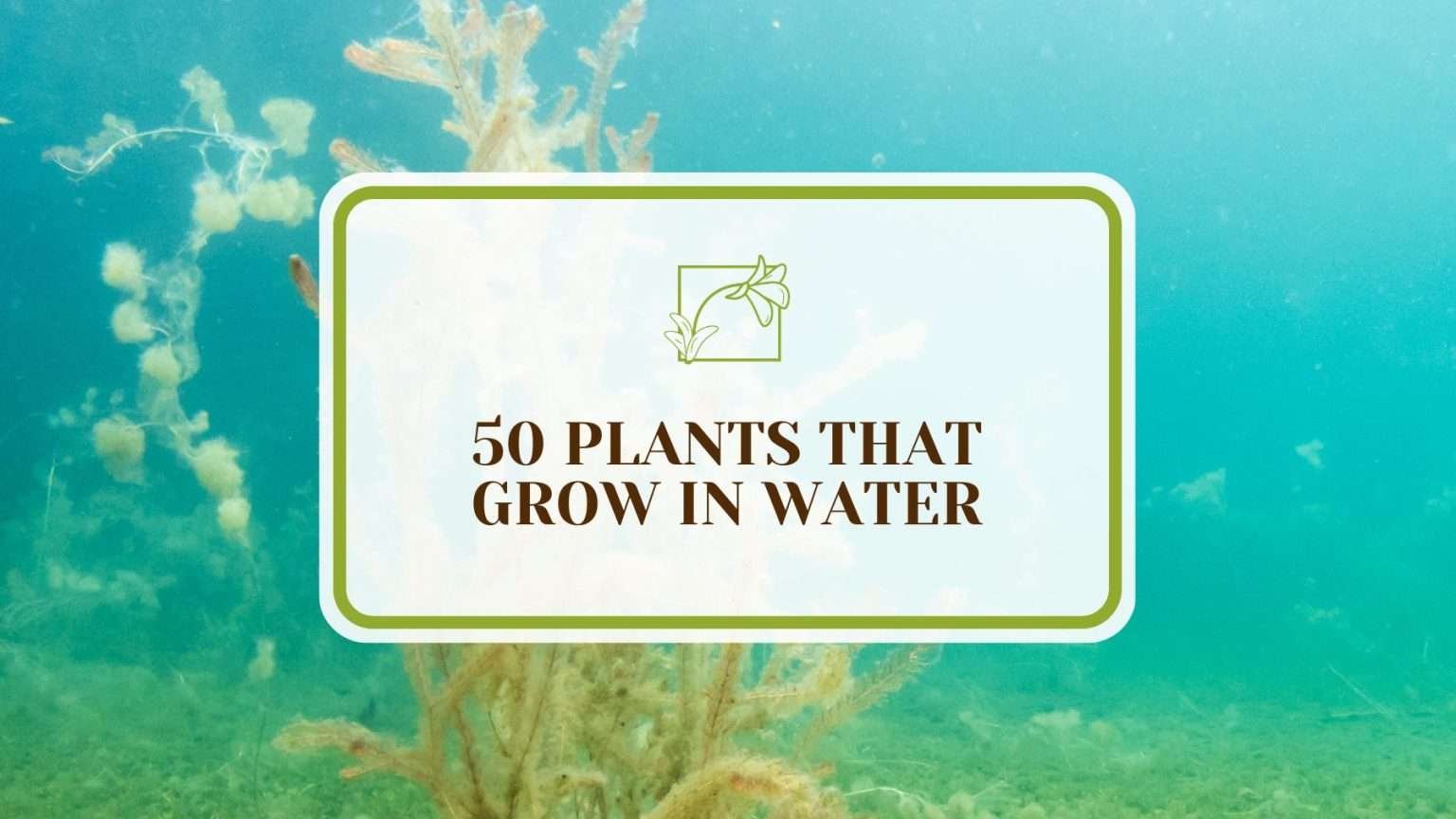 50 Plants That Grow in Water | Exploring Aquatic Plants - Plant America