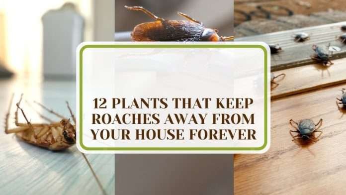 12 Plants That Keep Roaches Away From Your House Forever! - Plant America