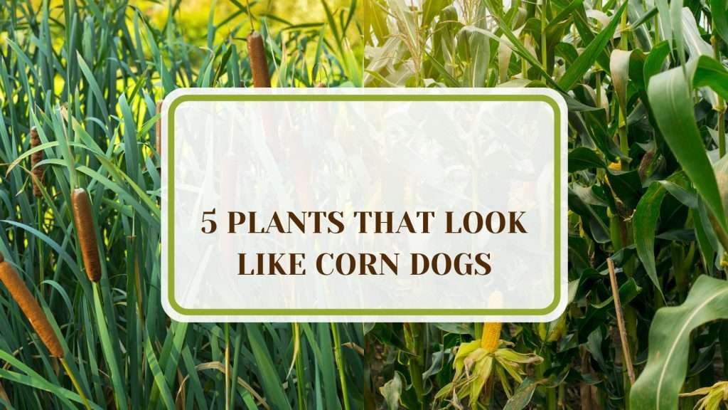 5 Plants That Look Like Corn Dogs: Discover Its Varieties and Species ...