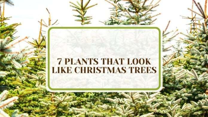 7 Plants That Look Like Christmas Trees For Decoration - Plant America