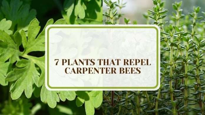 7 Plants That Repel Carpenter Bees: Save Wooden Structures - Plant America