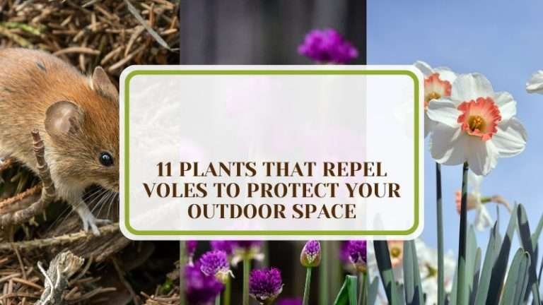 11 Plants That Repel Voles To Protect Your Outdoor Space - Plant America