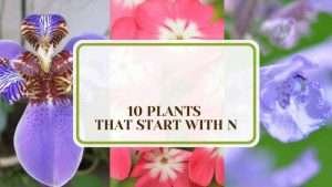 10 Plants That Start With N: Complete List with Details - Plant America