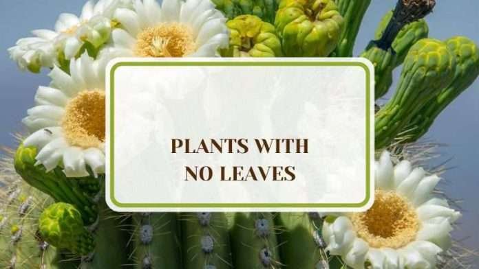 8 Plants With No Leaves but Still Makes Their Own Food - Plant America