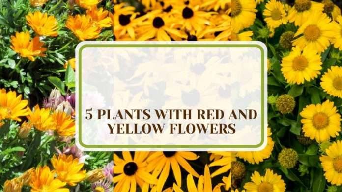 5 Plants With Red and Yellow Flowers: Beautiful and Striking - Plant ...