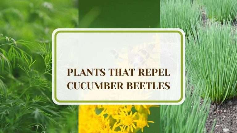 5 Plants That Repel Cucumber Beetles: Save Your Fruit! - Plant America