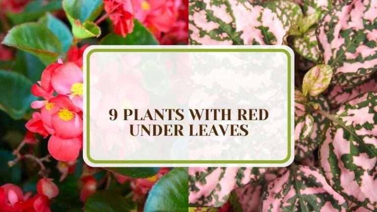 9 Plants With Red Under Leaves You Can Grow With Ease - Plant America