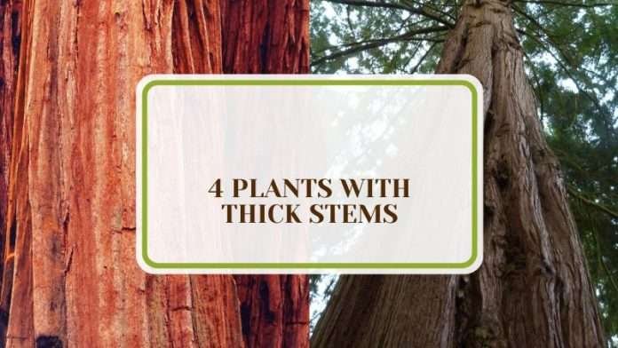 4 Plants With Thick Stems: Ones that Have a Strong Stance - Plant America