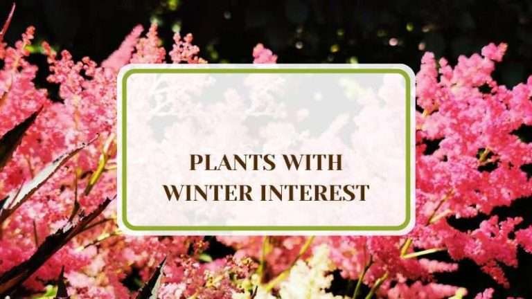 11 Plants With Winter Interest Ideal for the Cold Season - Plant America