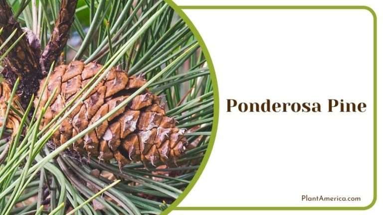 7 Types of Pine Trees in Colorado to Uplift Your Garden - Plant America