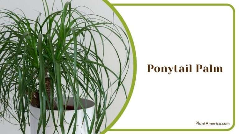 15 Plants That Look Like Hair: Strange Yet Amazing Houseplants - Plant ...