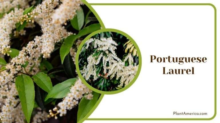6 Types of Laurel Trees To Create Your Dream Landscape - Plant America