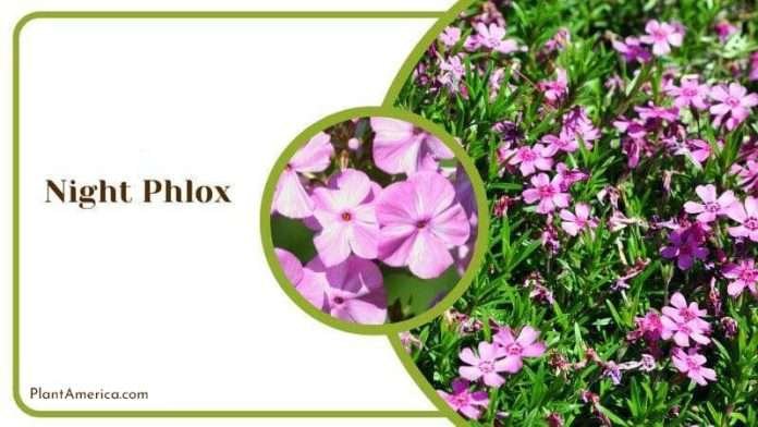 10 Plants That Start With N: Complete List with Details - Plant America