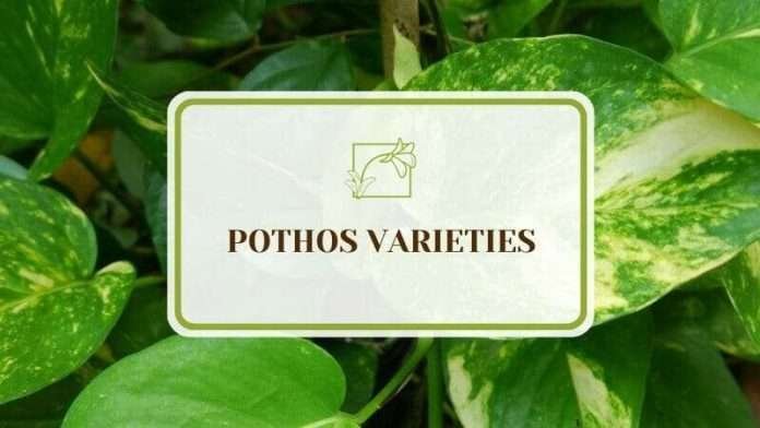 13 Pothos Varieties To Add To Your Indoor Or Outdoor Garden - Plant America