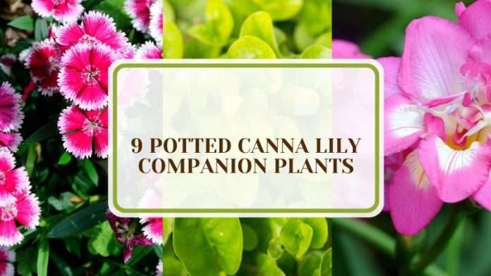 9 Potted Canna Lily Companion Plants Best for Indoor Growing - Plant ...