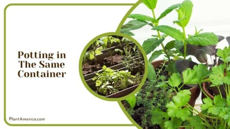 Growing Two Plants Together: Is It Possible To Do the Task? - Plant America