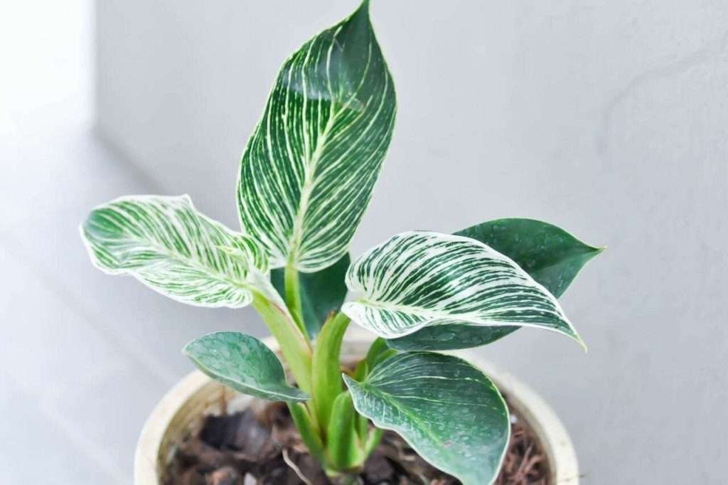 36 Variegated Plants: Stunning Varieties of Unique Leaf Variegations ...