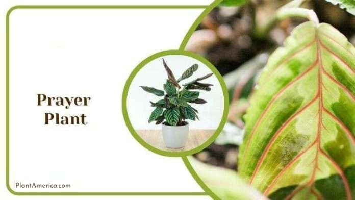 11 Plants Similar to Pothos To Add More Greenery to Your House - Plant ...