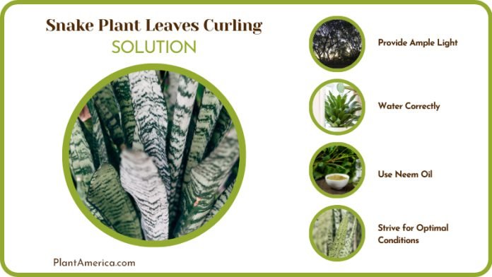 Snake Plant Leaves Curling: Different Reasons and Solutions - Plant America