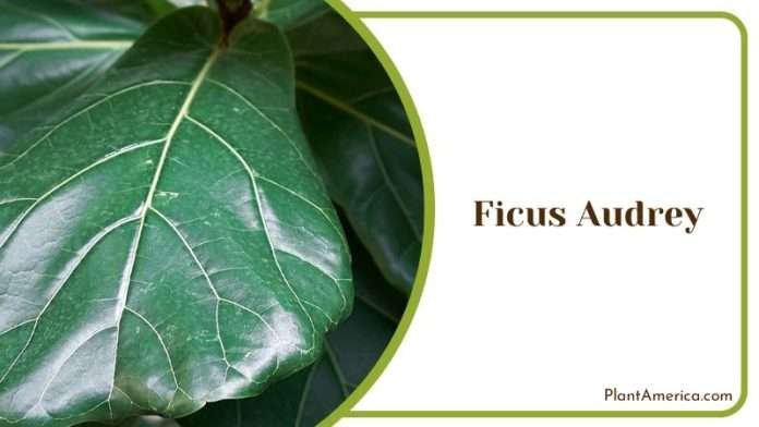 11 Types of Outdoor Ficus Trees for an Exotic Landscape - Plant America