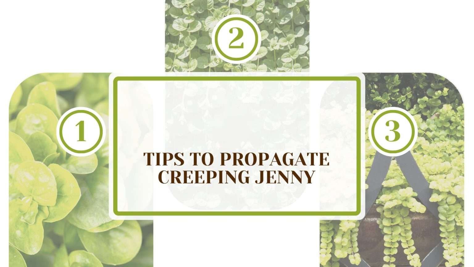 Tips to Propagate Creeping Jenny That Work Effectively - Plant America