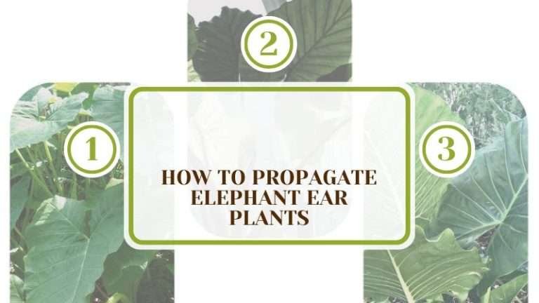How To Propagate Elephant Ear Plants in a Few Easy Steps? - Plant America