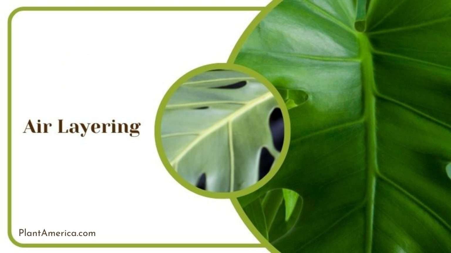 Thai Constellation Monstera: Taking Care Of The Stunning “Big Plant ...