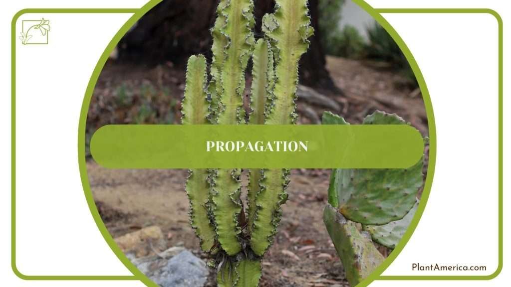 African Milk Tree Care: Organized Tips for Growing This Unique Plant ...