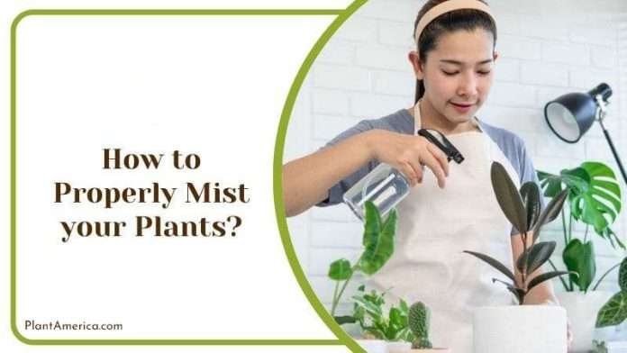 How Often to Mist Plants: Guide To Know When to Spray Water - Plant America