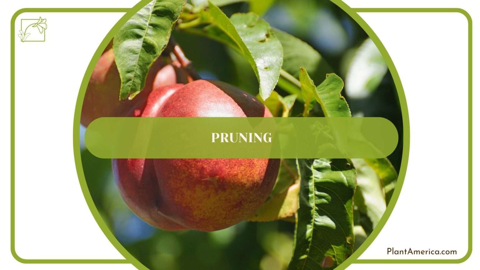 Nectarine Plant Care Guide: Easily Grow This Peach Tree at Home - Plant ...