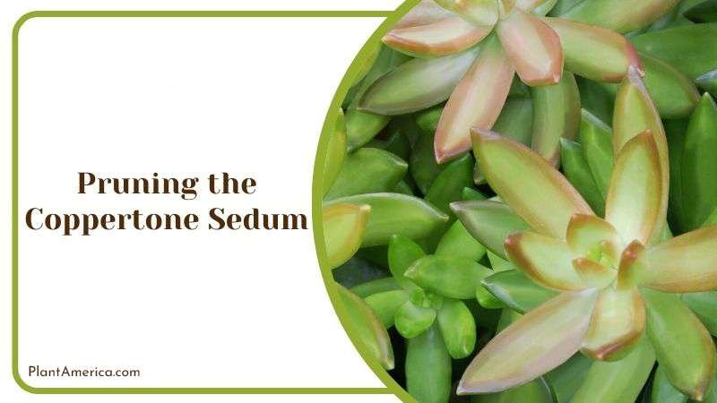 Sedum Nussbaumerianum: Care Tips for the Succulent With Copper Leaves ...