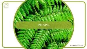 Lemon Button Fern: The Perfect Care Guide Plant for Busy People - Plant ...
