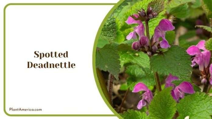 5 Plants That Look Like Clover: Discover the Lookalikes - Plant America