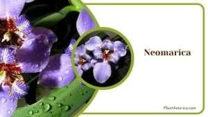 10 Plants That Start With N: Complete List with Details - Plant America