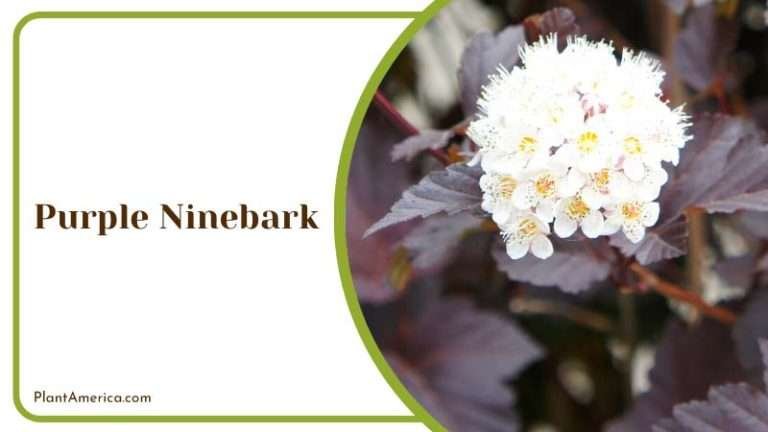 9 Trees With Dark Purple Leaves You Can Choose From - Plant America