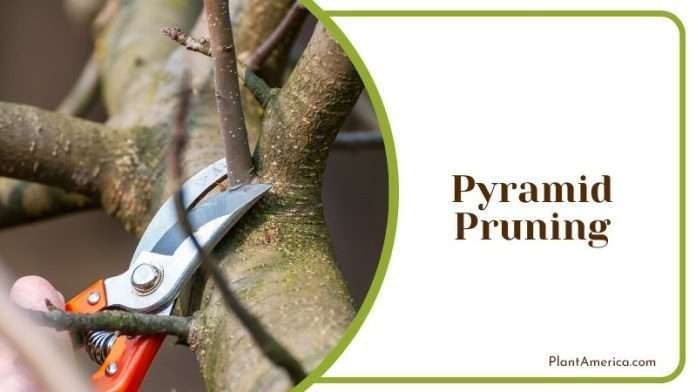 How Tall Do Peach Trees Grow: The Ideal Height - Plant America