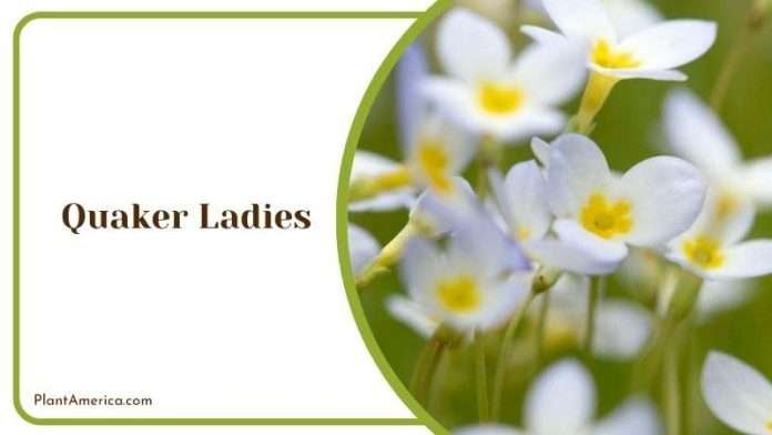 9 Plants That Start With Q: Meet the Queens of the Garden - Plant America