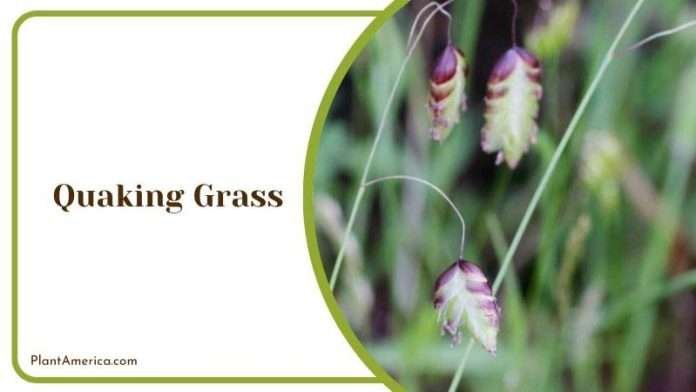 9 Plants That Start With Q: Meet the Queens of the Garden - Plant America