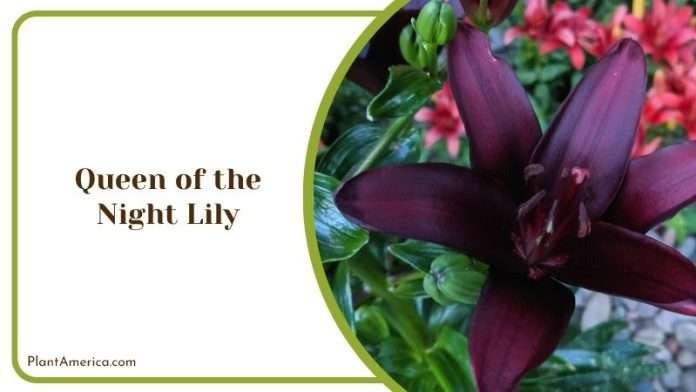 18 Dark Lilies to Satisfy Your Dramatic Gardening Aesthetics - Plant ...