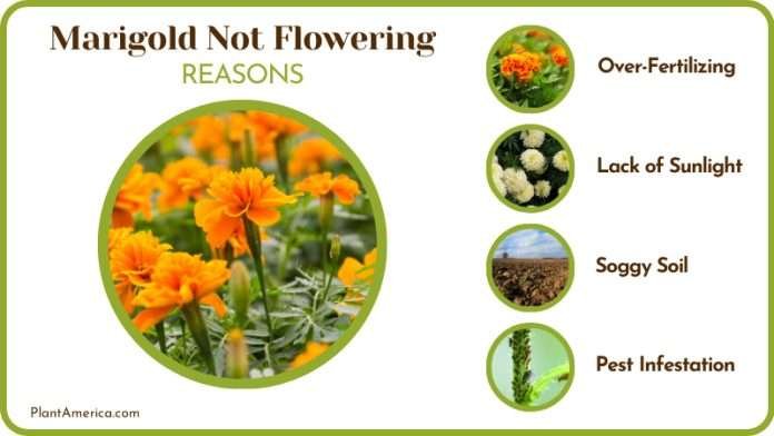 Marigold Not Flowering? Use These Tips To Get More Buds and Blooms ...