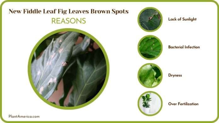 New Fiddle Leaf Fig Leaves Brown Spots: Reasons and Remedies - Plant ...