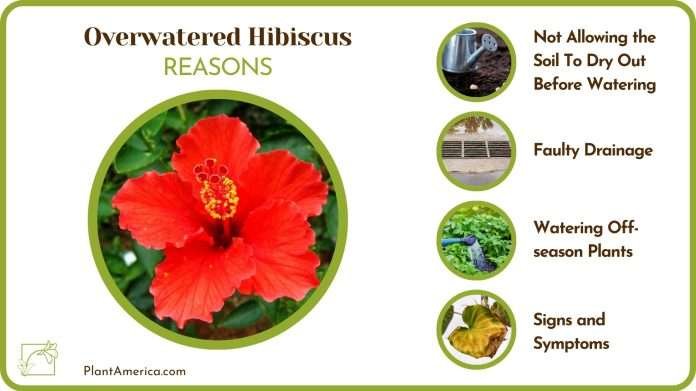 Overwatered Hibiscus: Spotting Damage and Reviving the Plant - Plant ...