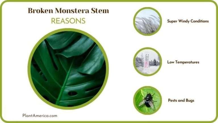 Broken Monstera Stem: Why Your Plant’s Stem Is Bending and Breaking ...