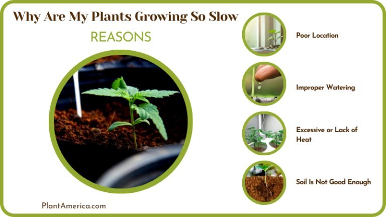 Why Are My Plants Growing So Slow? Reasons and Solutions - Plant America