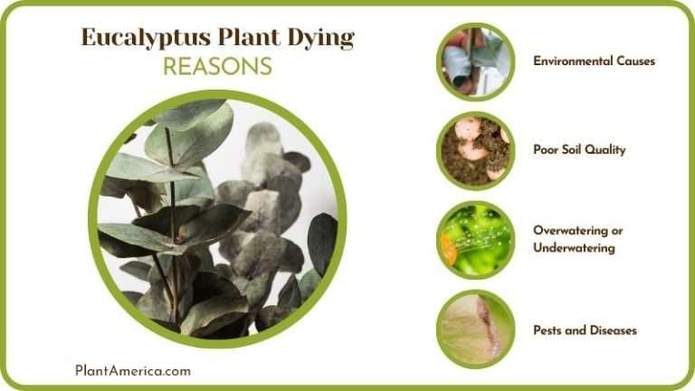Eucalyptus Plant Dying: Discover 7 Reasons and 7 Remedies - Plant America