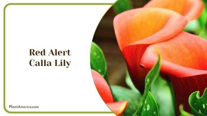14 Red Tropical Flowers: Ones That Will Stand Out - Plant America