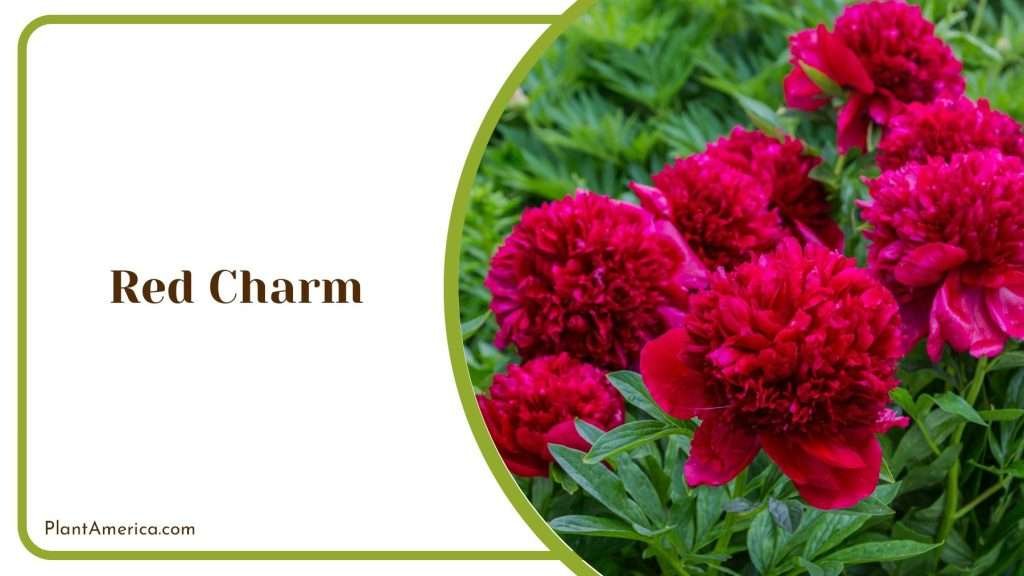 25 Red Peonies You Will Love To Add to Your Spring Garden - Plant America