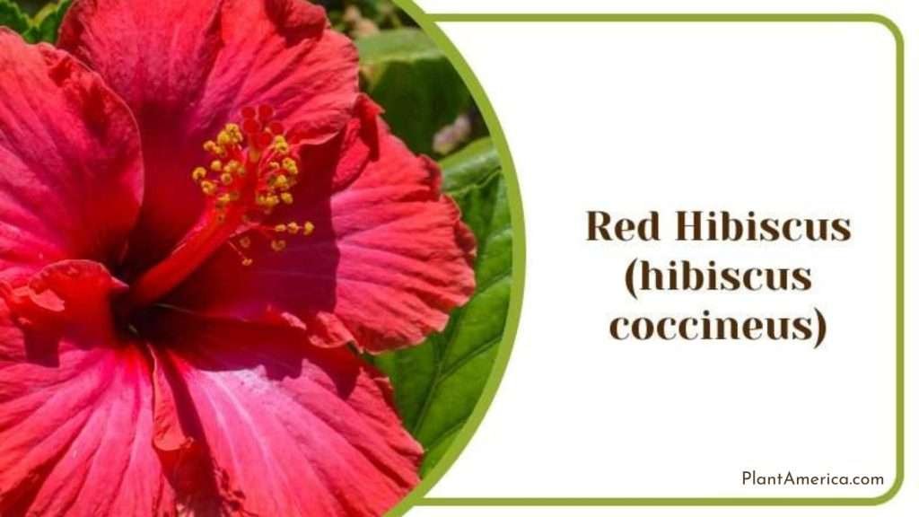 9 Flowers That Look Like Hibiscus With Eye-catching Blooms - Plant America
